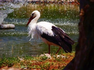Izmir Zoo in Turkey: Information and Photos From The Wildlife Park