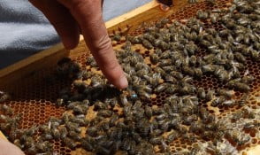 Beekeeping in Turkey : How The Turks Make Sweet, Golden Honey